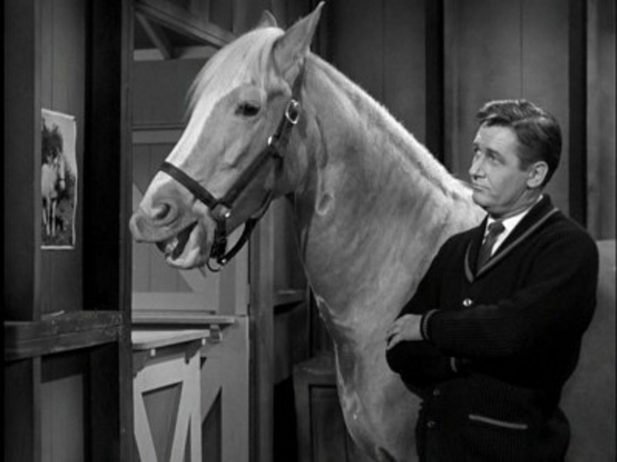 ‘Mister Ed’ (Season 1): Classic 60s sitcom still delivers the funny ...