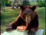 ‘Gentle Ben’ (Season 1): Sweet, simple, expertly-done family television ...