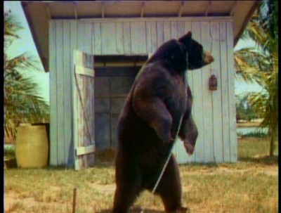 ‘Gentle Ben’ (Season 1): Sweet, simple, expertly-done family television ...